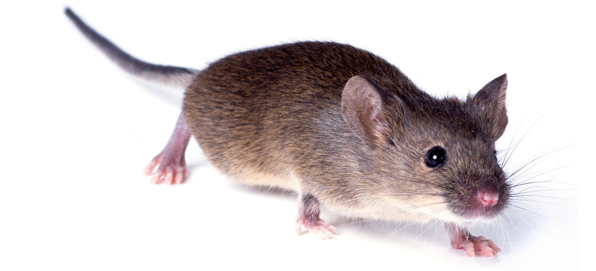 ARD Hereford pest control - wasp nest removal and rat catcher in ...